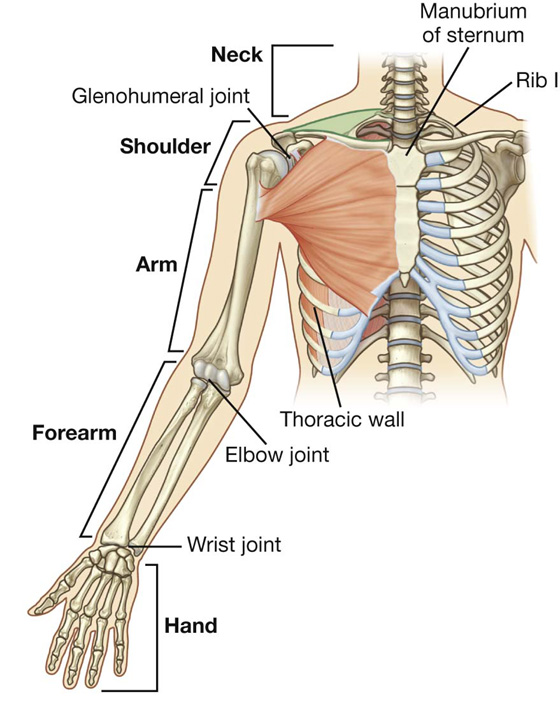 The Upper Limb Upper Limb Anatomy Anatomy Bones Human Bones Anatomy 