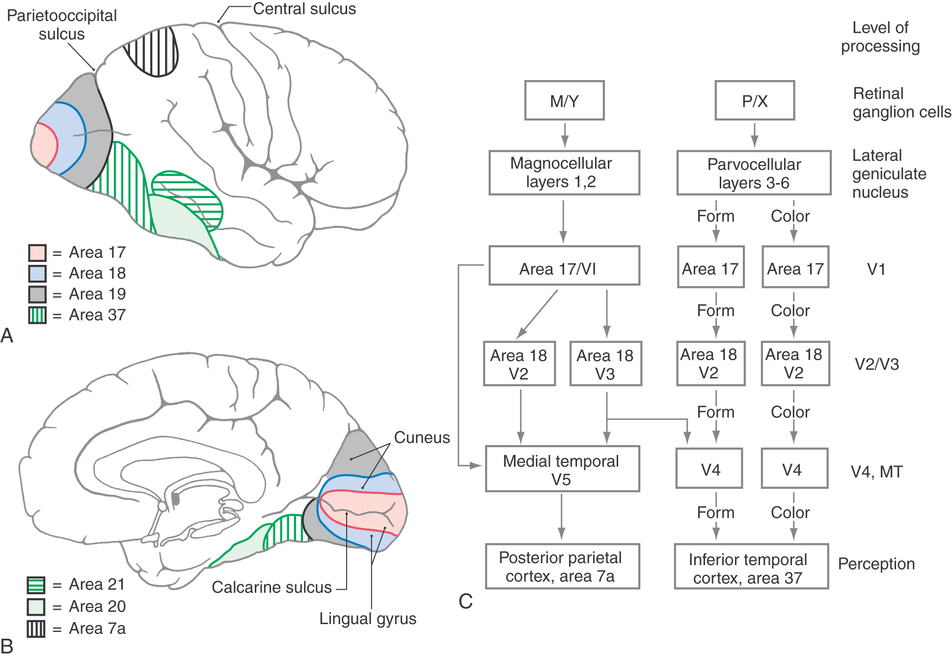 The Visual System Clinical Gate
